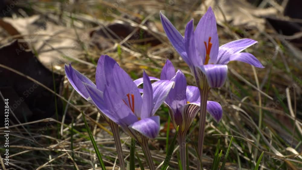 Close-up of an early spring purple flower of the Crocus sativus saffron ...