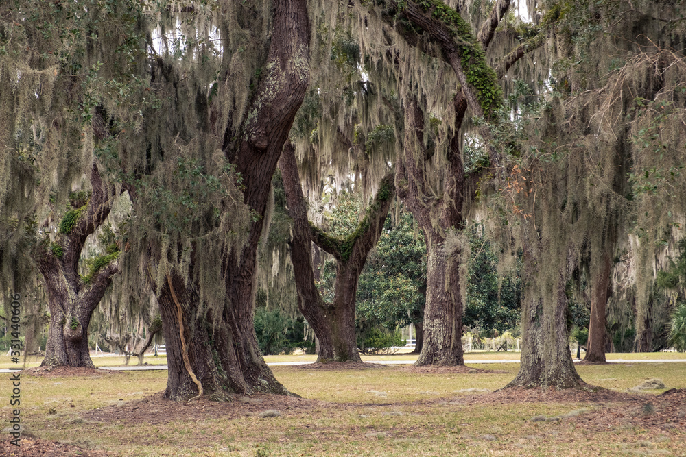 Curved Giant Live Oak Tree with Spanish Moss, Jekyll Island, Georgia ...