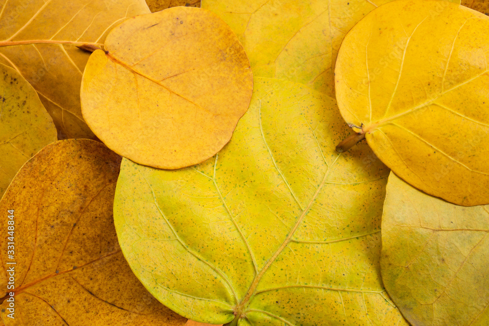 Top view photo, a heap of yellow leaves of Seagrape plant or known as ...