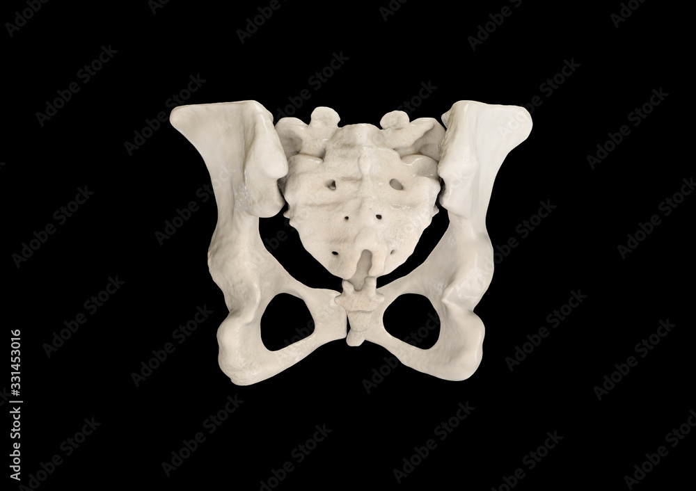 Pelvis, Human skeleton, Female Pelvic Bone anatomy, hip, 3D artwork ...