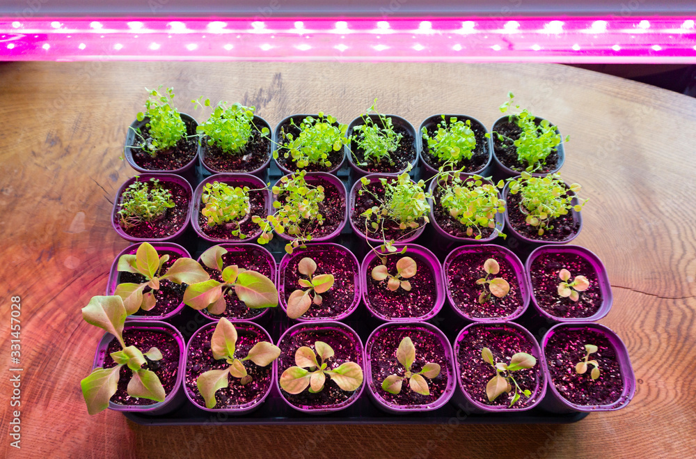 Flower seedlings under the light of full spectrum phytolamps. Growing ...