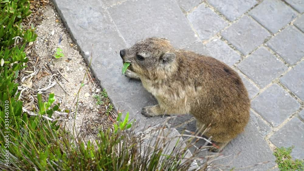 Rock Hyrax eating plants on streets of Garden Route in South Africa ...