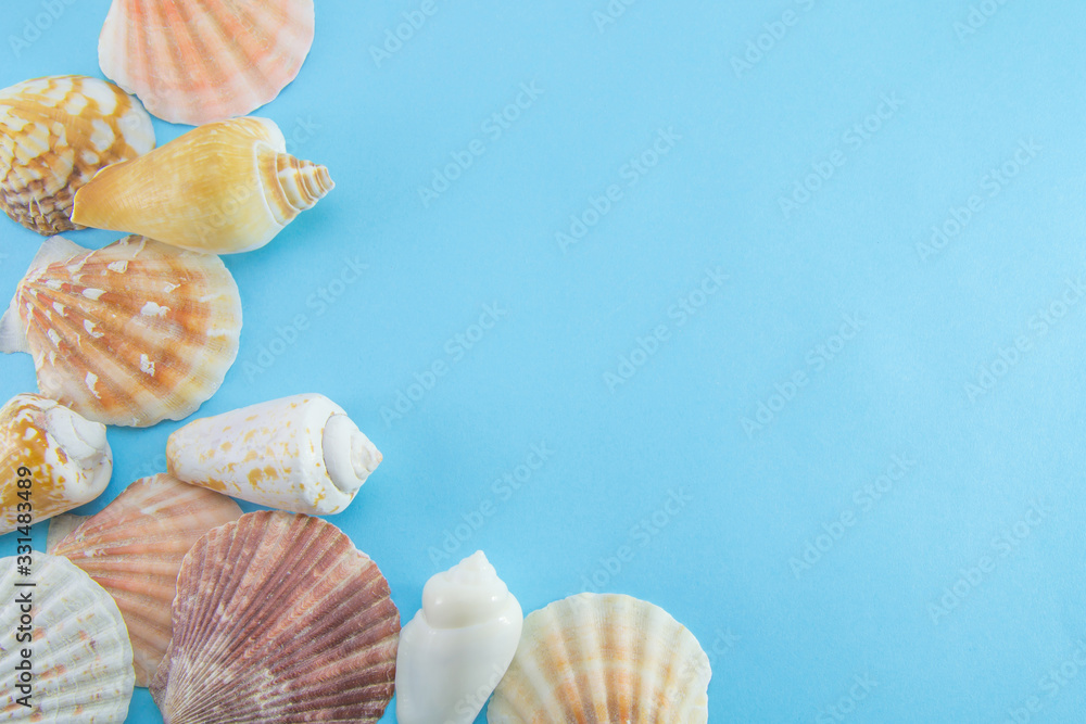 Blue bright background and different sea and ocean shells (cones and ...