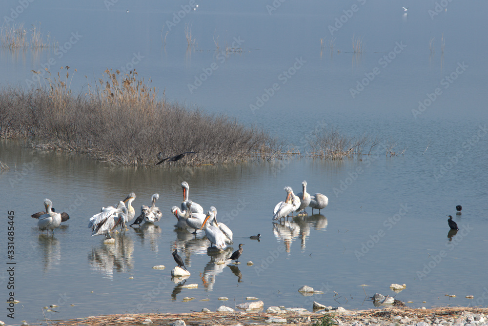 Lake Karla , Greece , wild flora and fauna, in a protected ecological ...