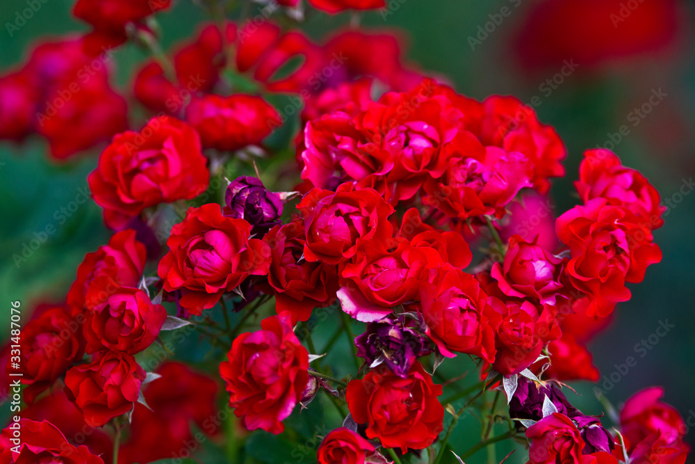 Clusters of red rose flowers on a rose bush in the garden. The beauty ...