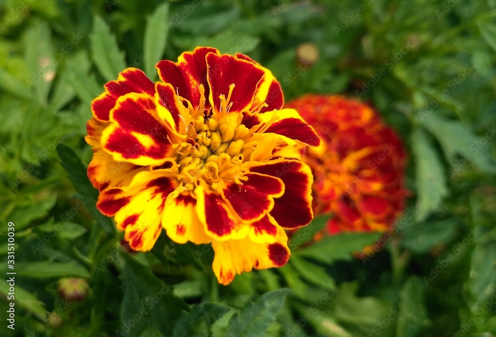 Beautiful bright flower marks belong to the Asteraceae family, an ...