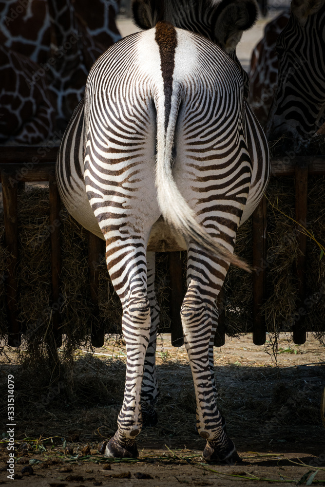 Zebra rear back view at the zoo Stock Photo | Adobe Stock