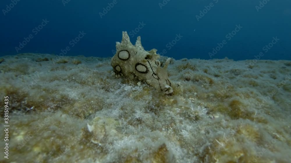 Sea Hare crawls on a rocky bottom covered with algae on blue water ...