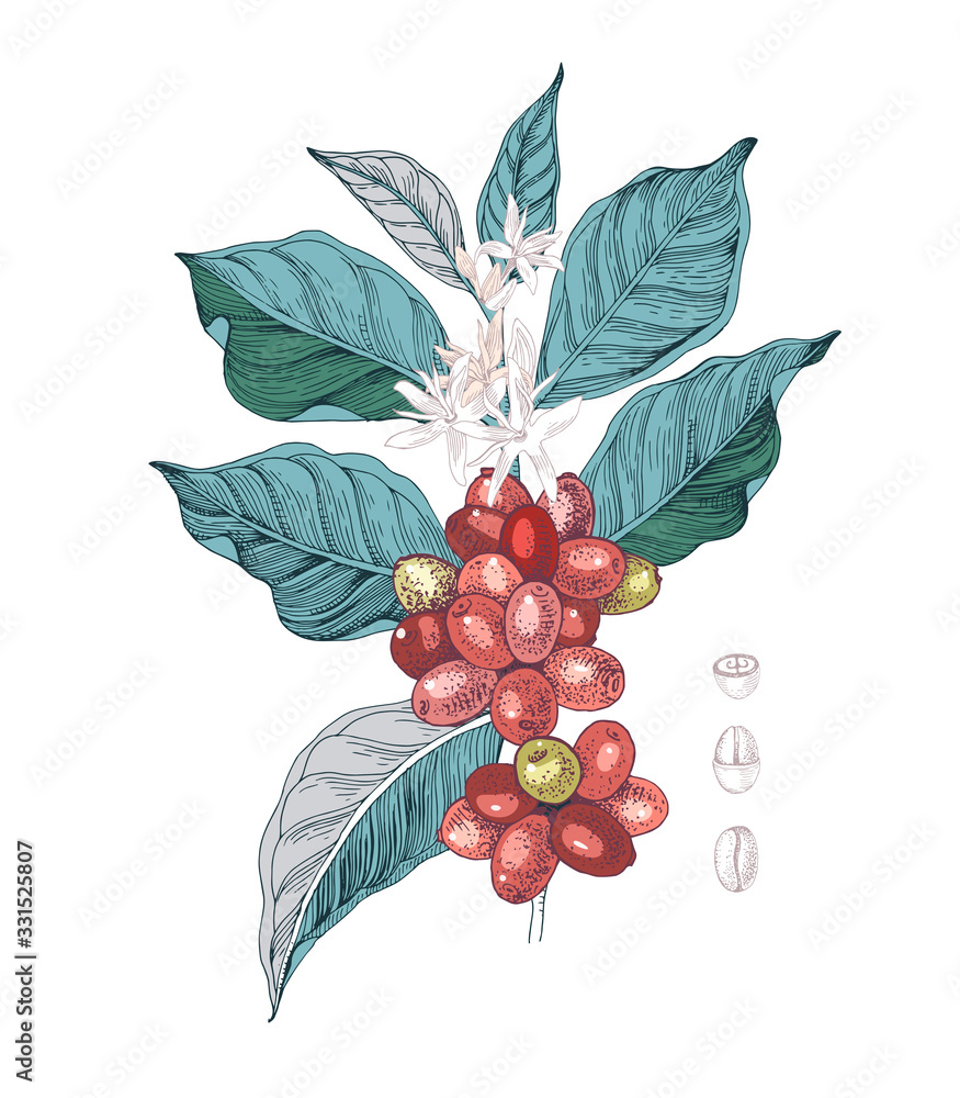 Hand drawn illustration of Coffee branch with seeds, fruits and flowers ...