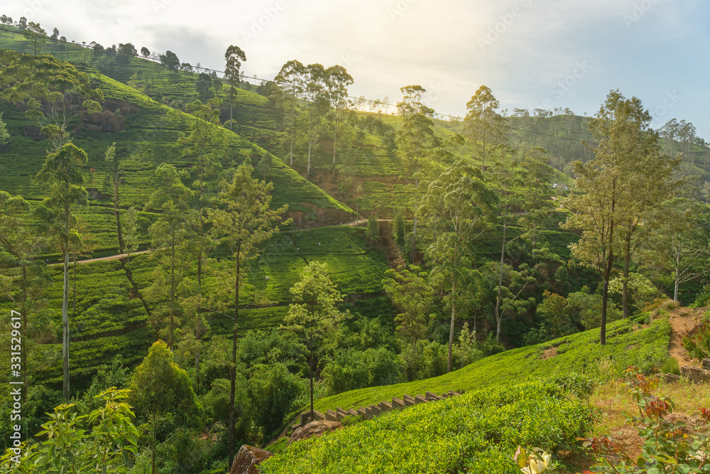 Tea plantations in Sri Lanka, Nuwara Eliya green hills valley landscape ...