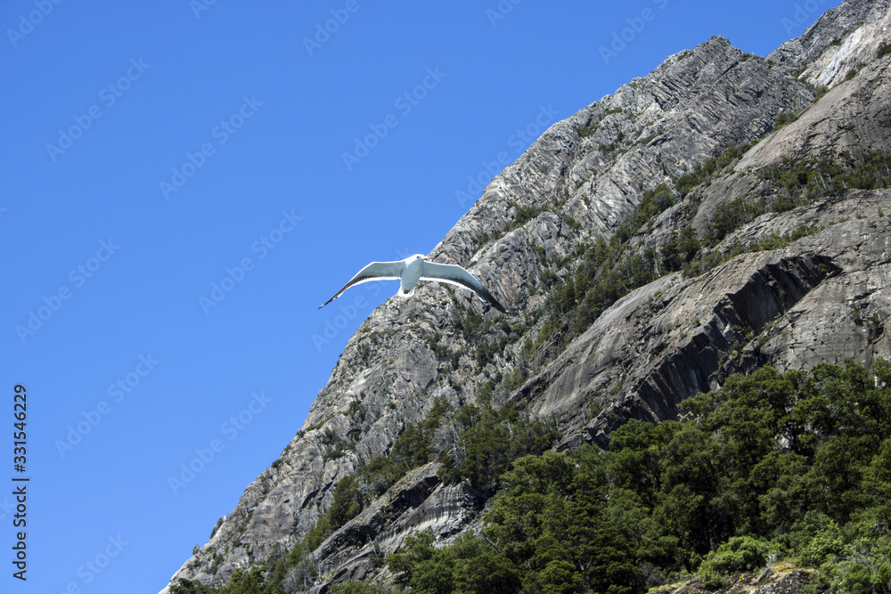 Foto de Día Mundial de las Aves Migratorias. Gaviota emigrando. Ave ...