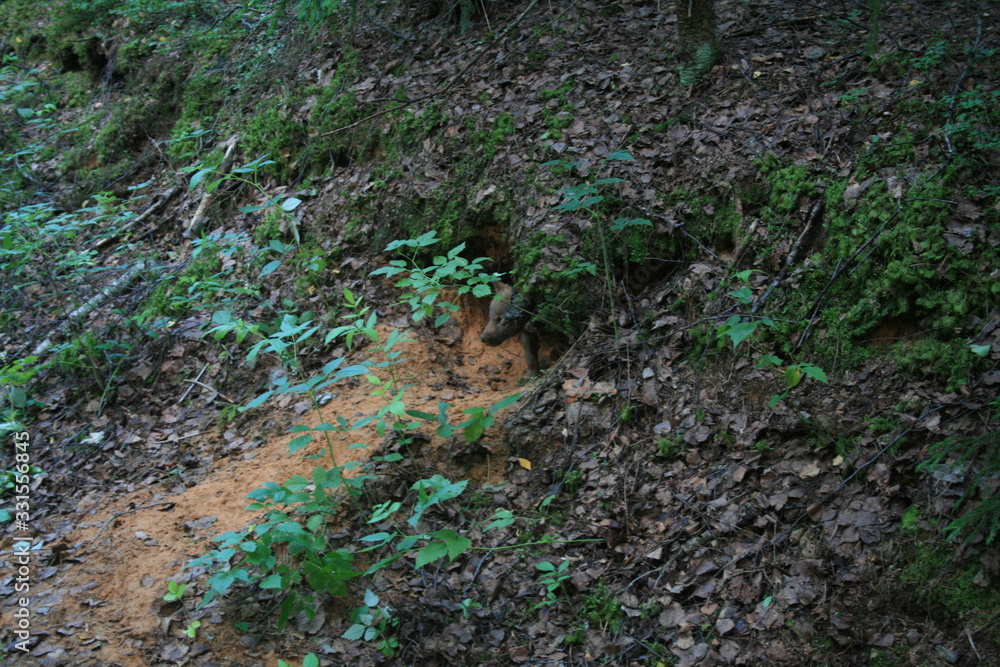 Wolf lair with pack of little wolves cubs under the root of tree in ...