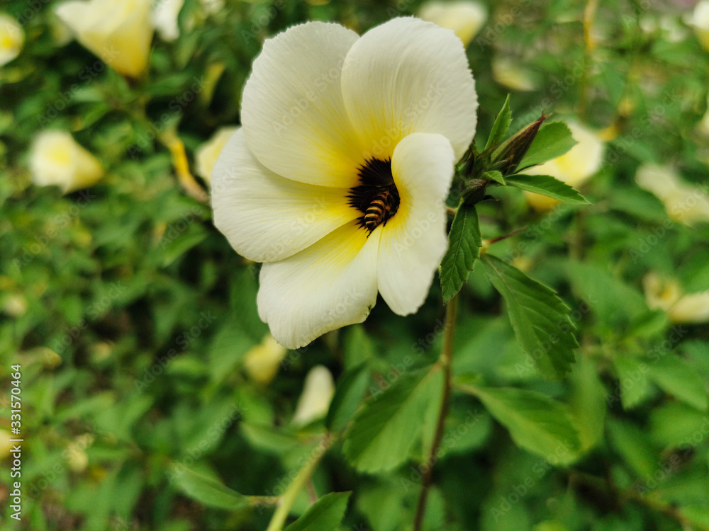 Beauty of Turnera subulata flower and there is a bee in the flower ...