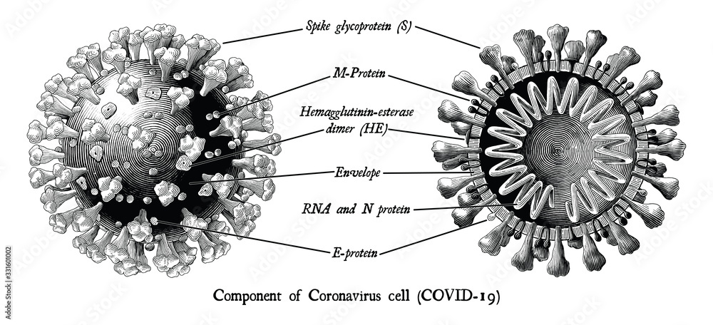 Coronavirus disease 2019 (COVID-19). Component of Coronavirus cells ...