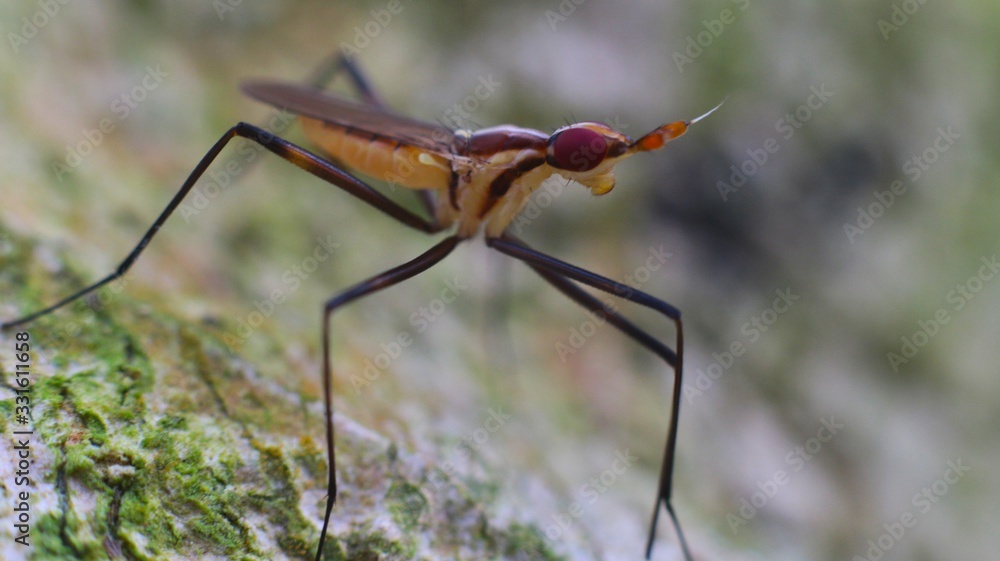 The Neriidae are a family of true flies (Diptera) closely related to ...