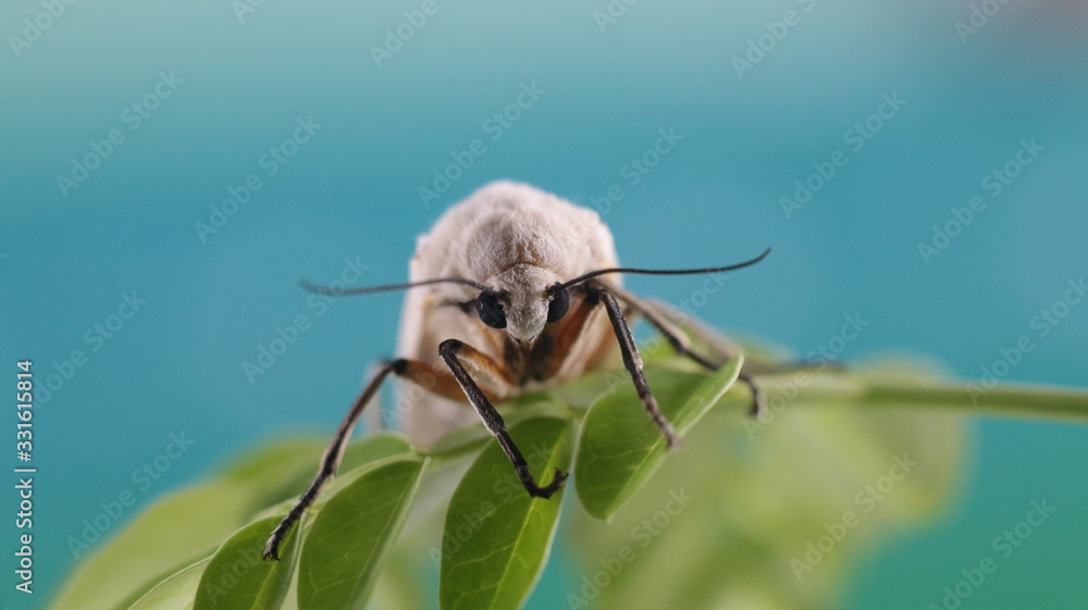 Moth insect on the leaf or Xyleutes strix. This insect is a moth of the ...