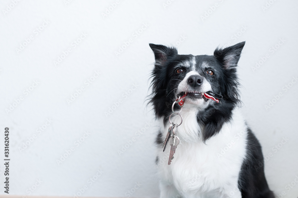 Dog holding a bunch of keys in mouth. Grinning border collie with keys ...
