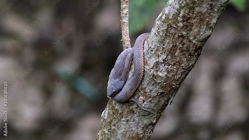 Close Up Of A Venomous Juvenile Shore Pit Viper Resting On A Tree In ...