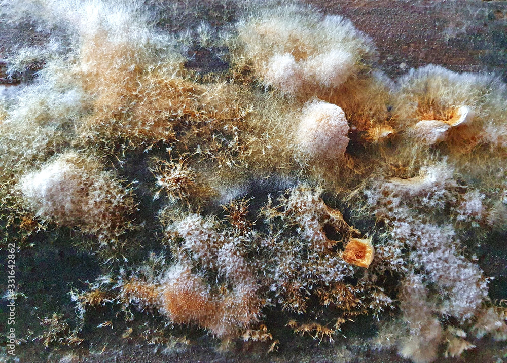 Large colonies of mold fungi. Microworld, mold in various ...