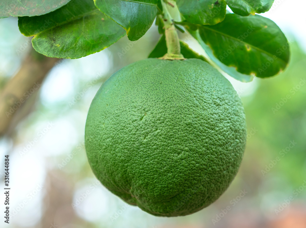 Green grapefruit on the tree waiting for harvest. This fruit is high in ...