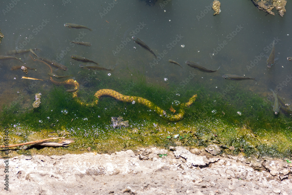 the not poisonous water snake ( Xenochrophis piscator) preys on fish in ...