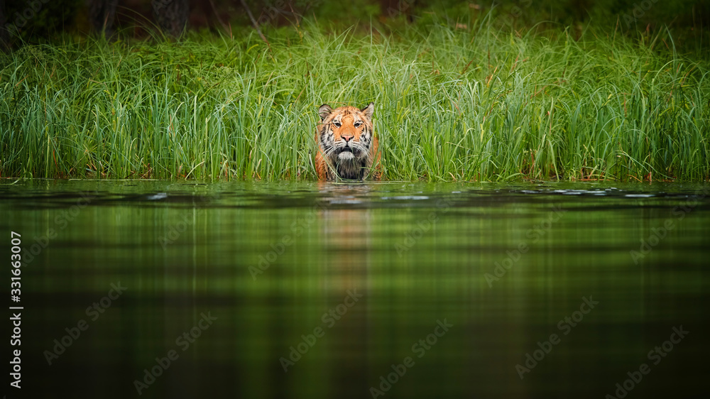Siberian tiger, Panthera tigris altaica. Head of tiger looking from ...