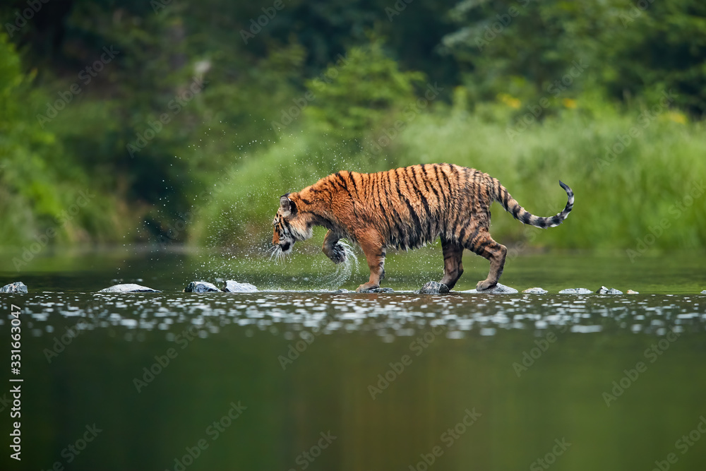 Siberian tiger, Panthera tigris altaica, crossing deep forest lake ...