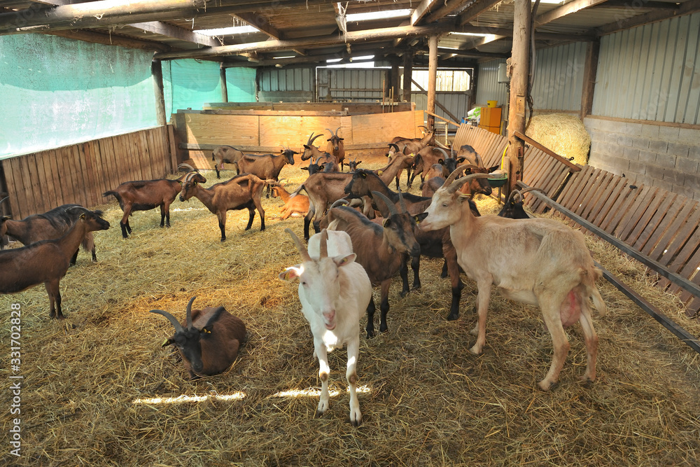 Elevage de chèvre. Chévrerie parc Stock Photo | Adobe Stock