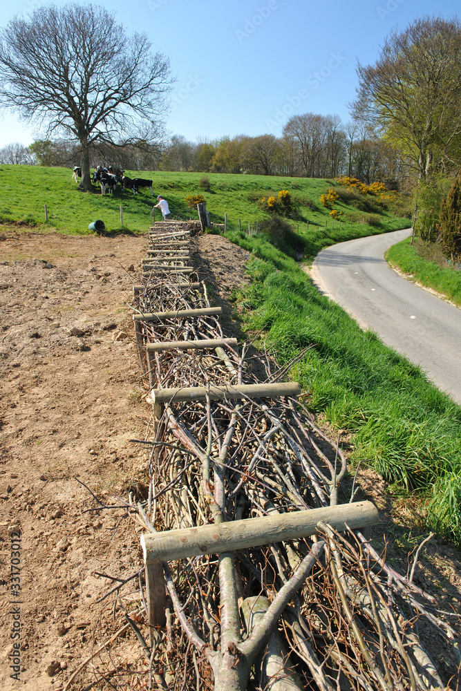 Lutte contre l'érosion des sols. Construction d'une fascine dans un ...