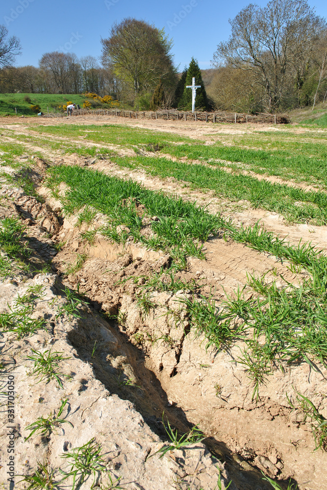 Lutte contre l'érosion des sols. Ravines dans un champ de blé ...