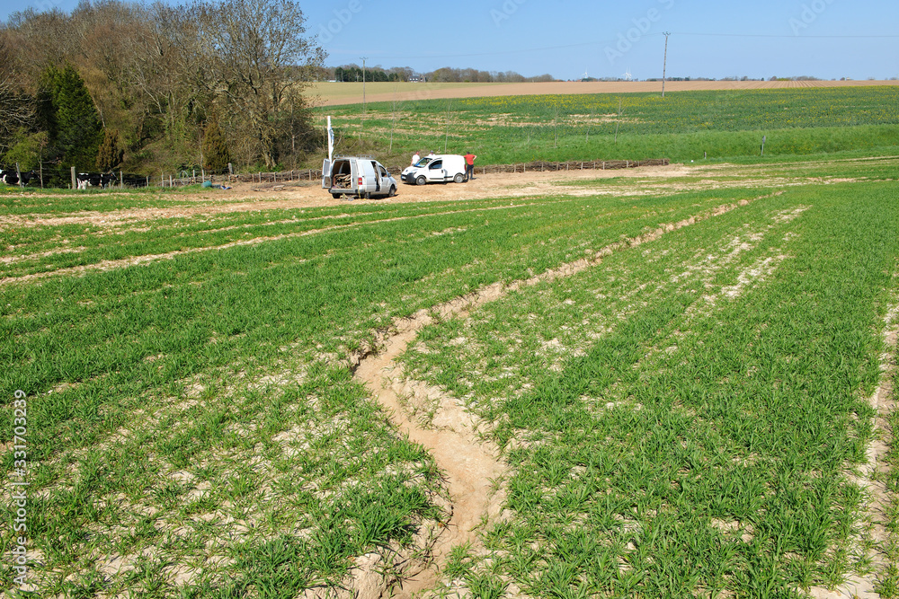 Lutte contre l'érosion des sols. Ravines dans un champ de blé ...