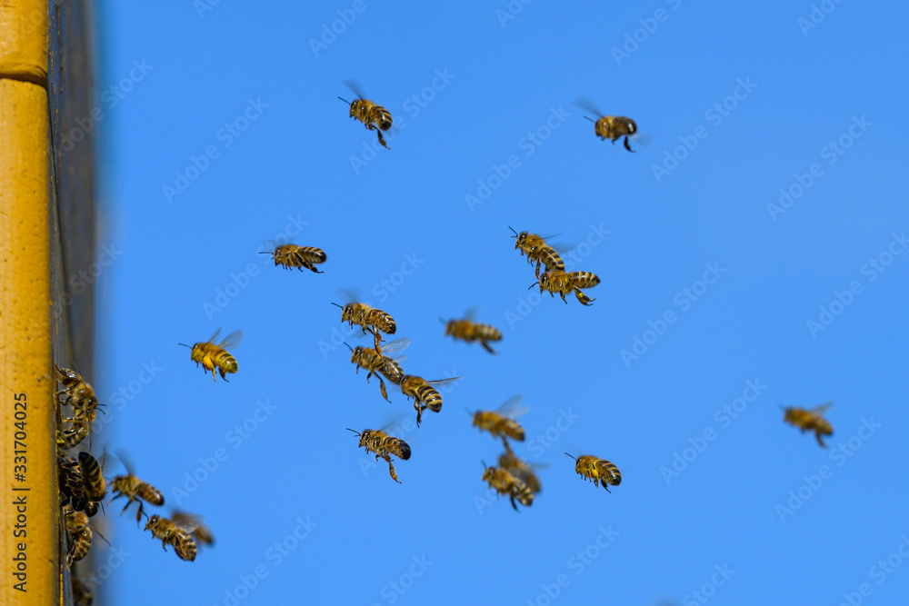 Bienenflug, heimkehrende Honigbienen im Anflug, Fliegende Honigbienen ...