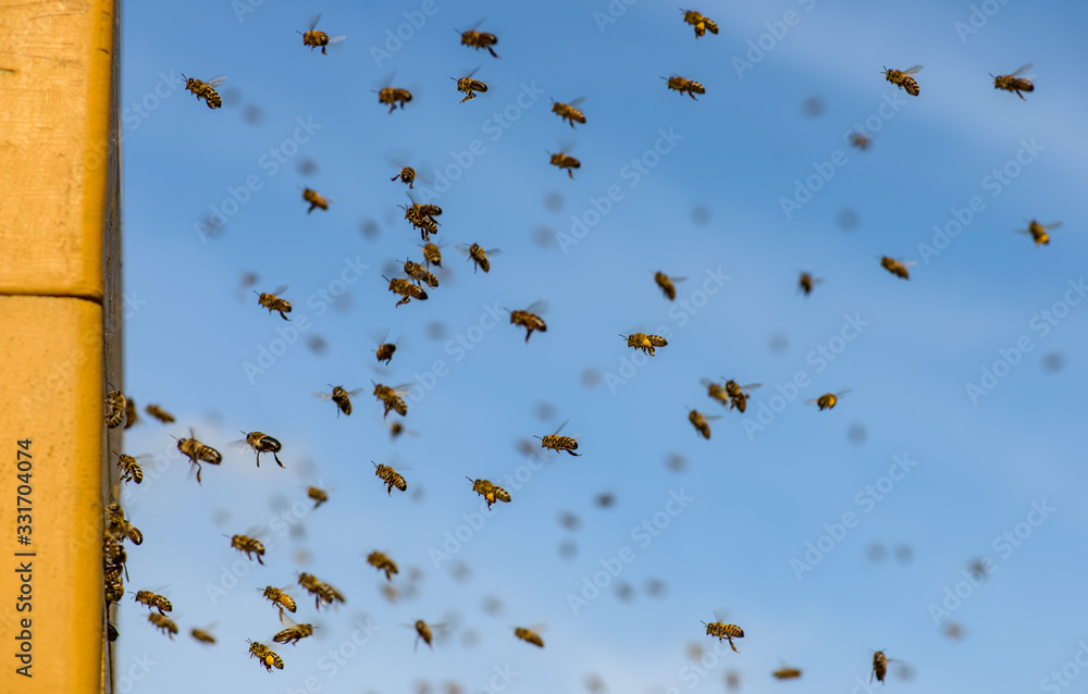 Fliegende Bienen, fliegende Honigbienen, fliegende Apis mellifera ...