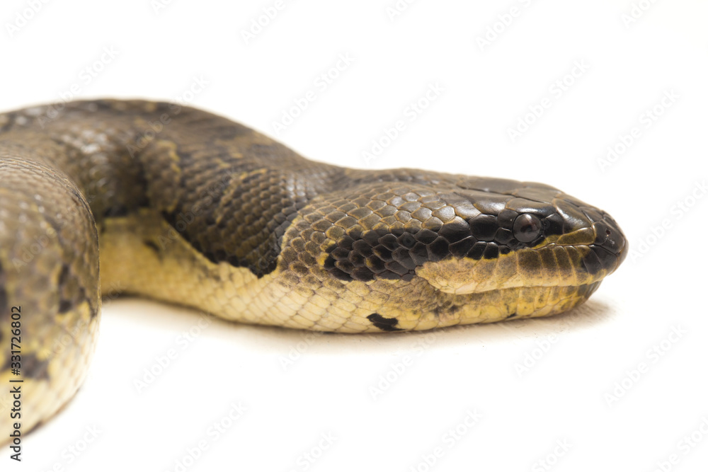 Common puff-faced water snake (Homalopsis buccata), banded water snake ...