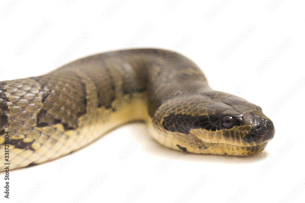 Common puff-faced water snake (Homalopsis buccata), banded water snake ...