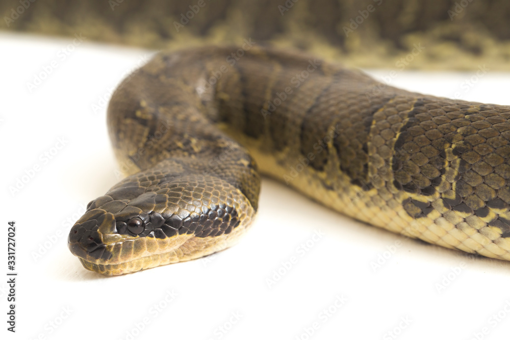 Common puff-faced water snake (Homalopsis buccata), banded water snake ...