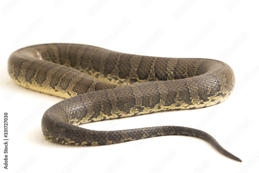 Common puff-faced water snake (Homalopsis buccata), banded water snake ...