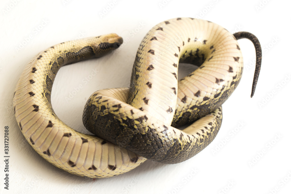 Common puff-faced water snake (Homalopsis buccata), banded water snake ...