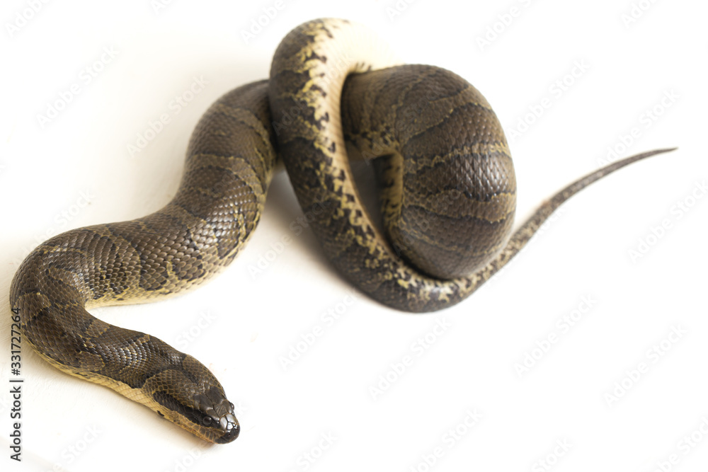 Common puff-faced water snake (Homalopsis buccata), banded water snake ...