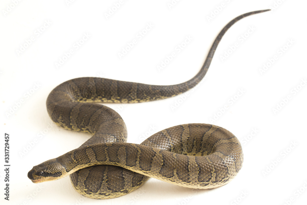 Common puff-faced water snake (Homalopsis buccata), banded water snake ...