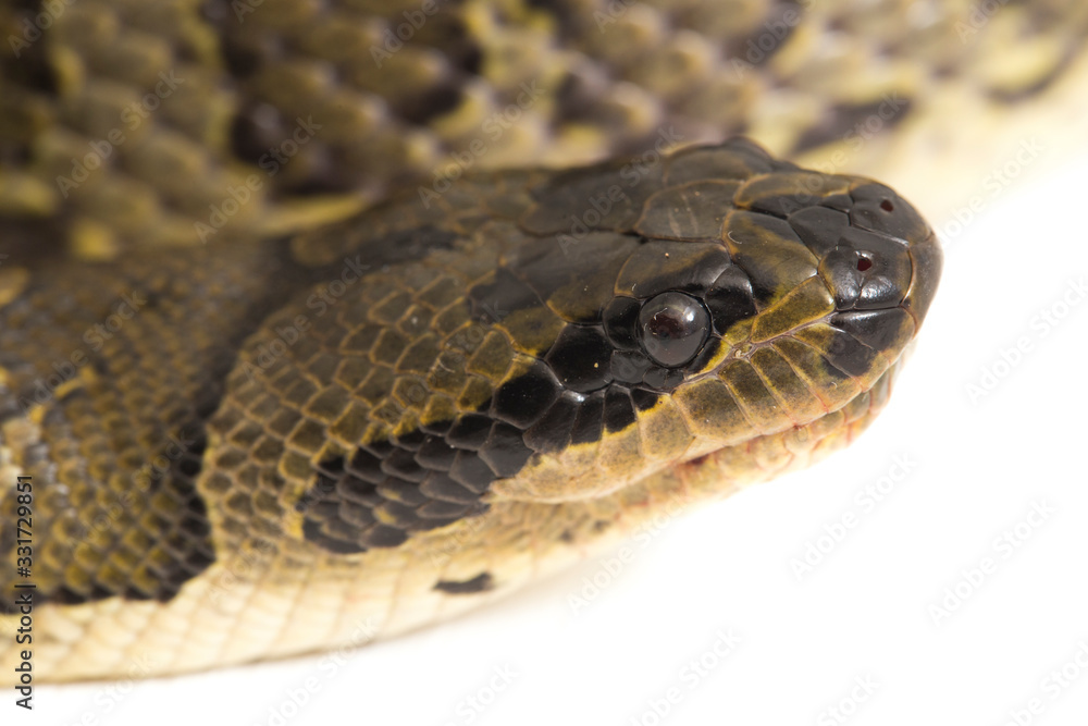 Common puff-faced water snake (Homalopsis buccata), banded water snake ...