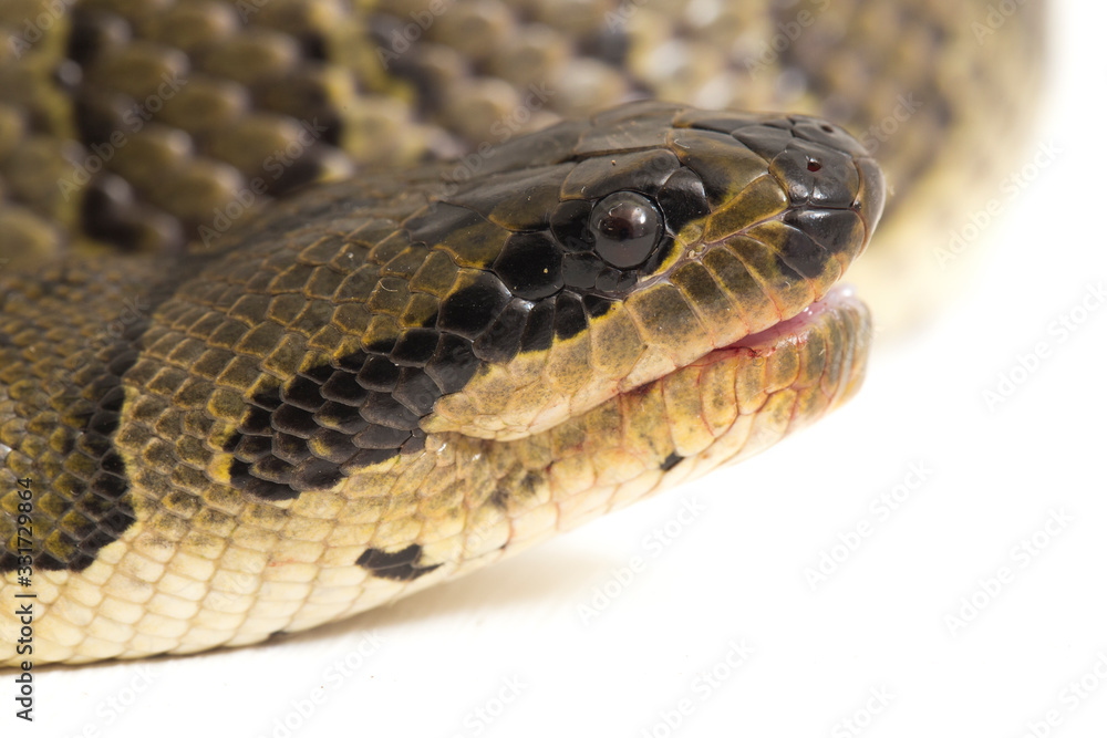 Common puff-faced water snake (Homalopsis buccata), banded water snake ...