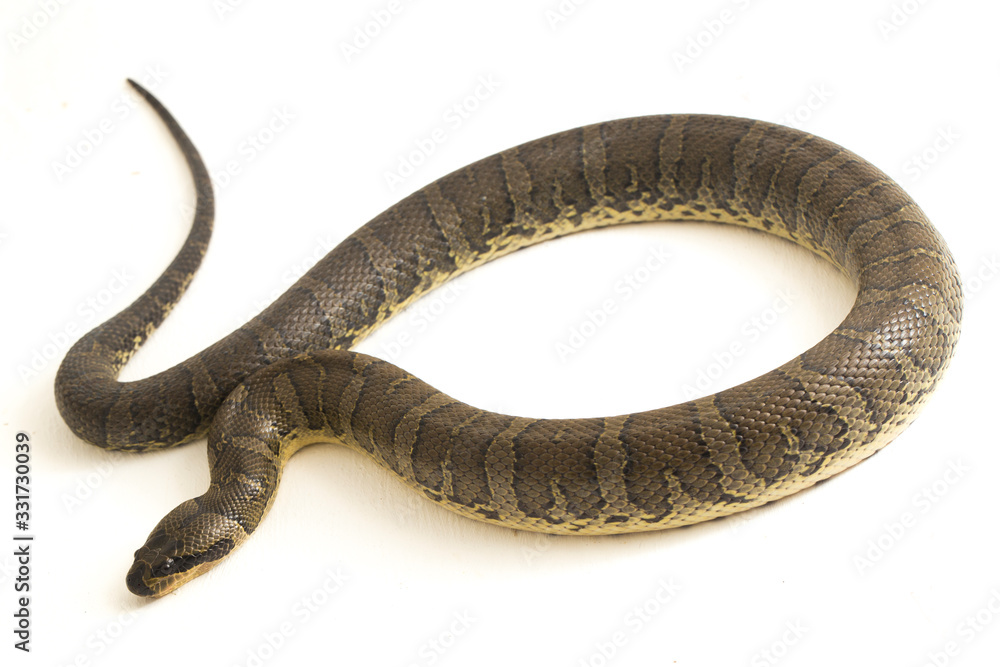 Common puff-faced water snake (Homalopsis buccata), banded water snake ...