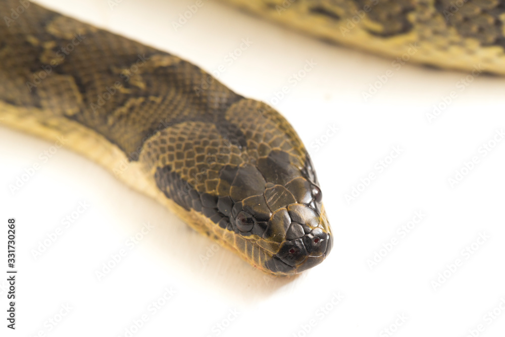 Common puff-faced water snake (Homalopsis buccata), banded water snake ...