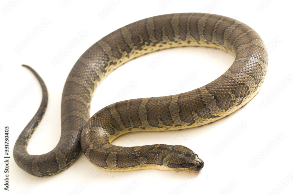 Common puff-faced water snake (Homalopsis buccata), banded water snake ...