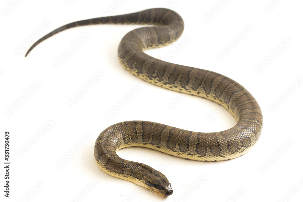 Common puff-faced water snake (Homalopsis buccata), banded water snake ...