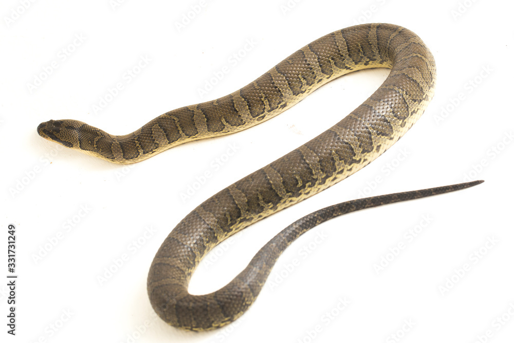 Common puff-faced water snake (Homalopsis buccata), banded water snake ...