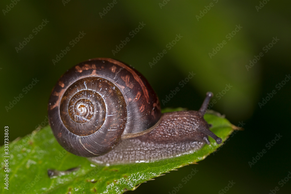 Foto de Arianta arbustorum is a medium-sized species of land snail, a ...
