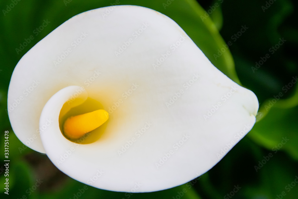 Zantedeschia aethiopica, conocida comúnmente como alcatraz, cala o cala ...