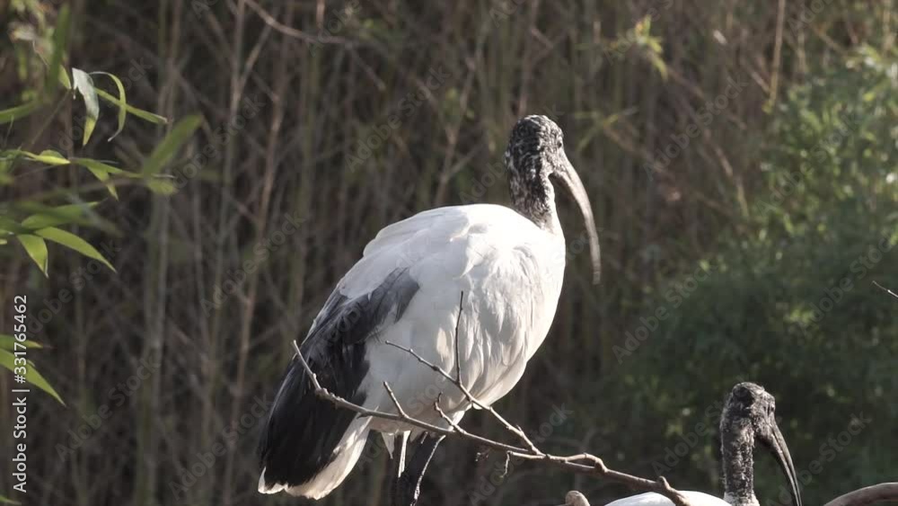 Threskiornis Aethiopicus, ibis portrait. Bird with big beak, exotic and ...